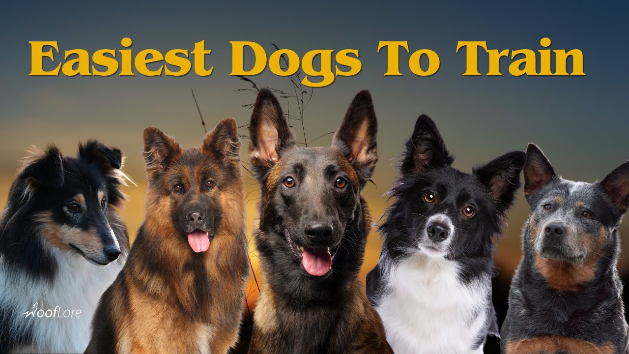 Easiest Dogs to Train: 8 Ideal Breeds for First-Time Owners - YouTube