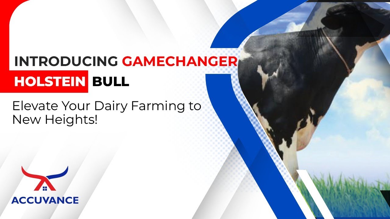 Introducing GAMECHANGER Holstein Bull: Elevate Your Dairy Farming to ...