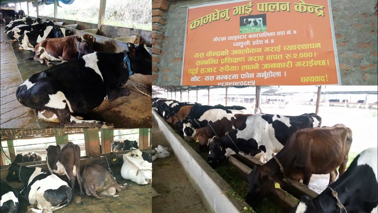 Biggest Cow Farm in Nepal | Changli gai farm | Kamdhanu cow farm Gorkha ...