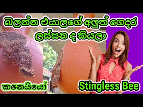 Stingless Bee || කනෙයියෝ || කනෙයි මැස්සා || Kaneiya | කන මීමැස්සා ...