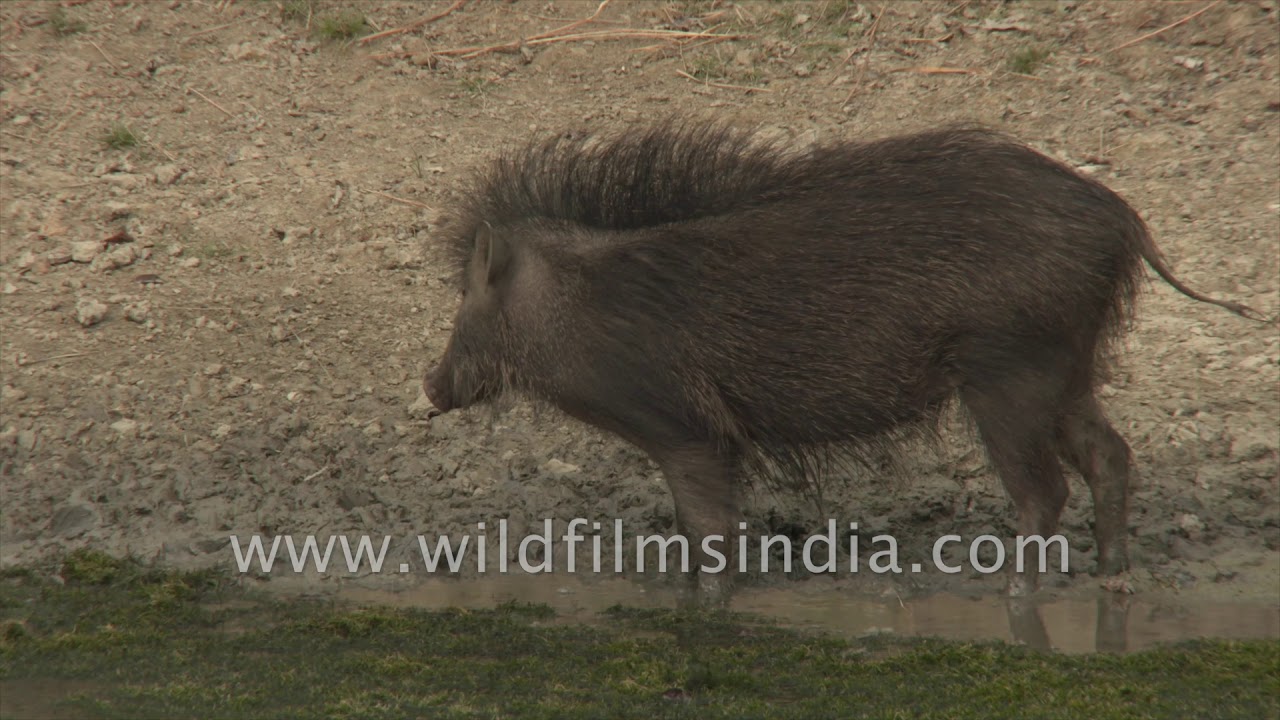 Wild boars forage in the endangered forest of Mangroves| Sundarbans ...