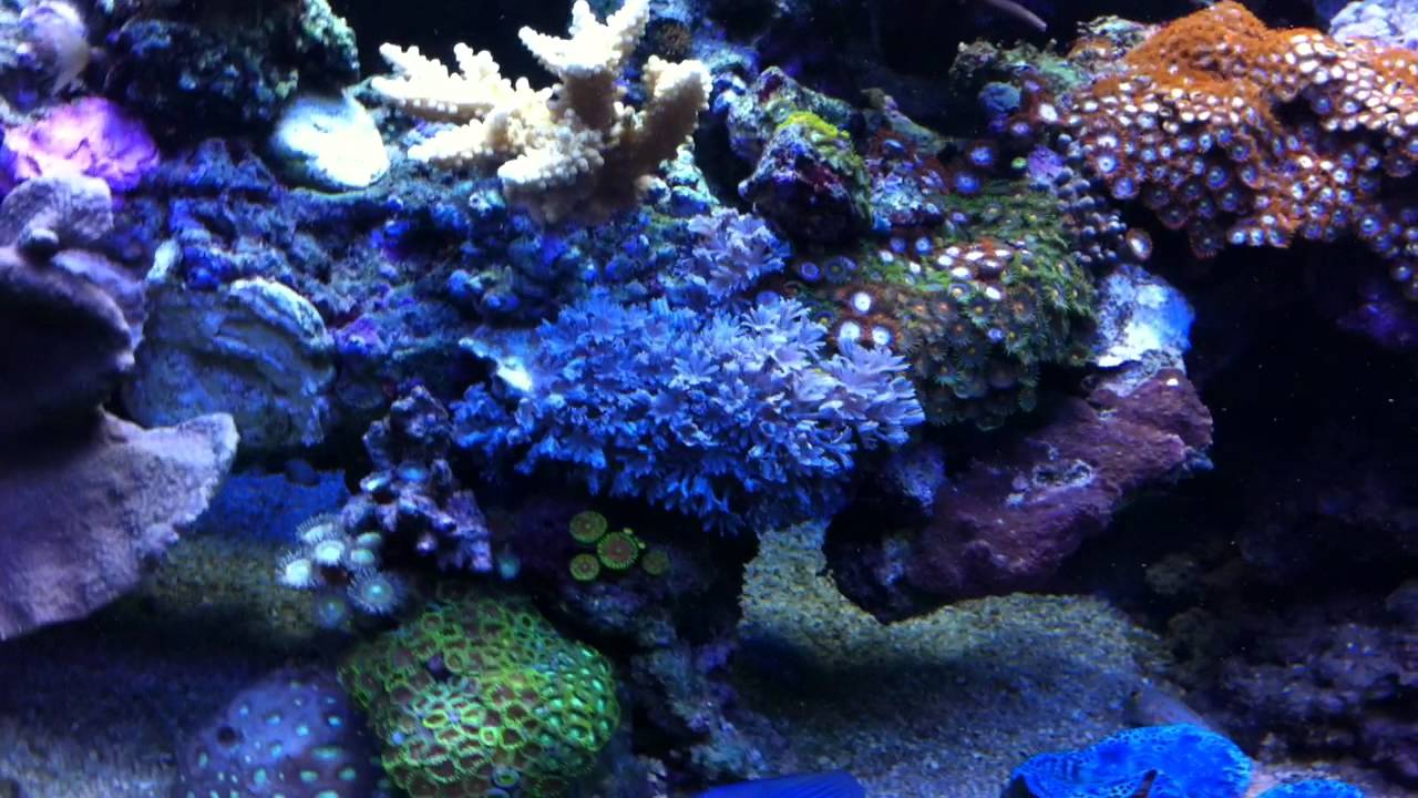 50 gallon sps corner reef tank trigon 190 saltwater - YouTube