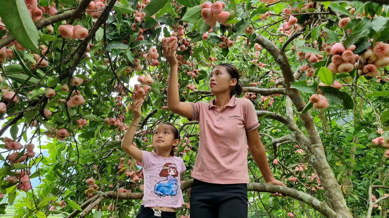 Harvest Roi fruit bring it Goes to the market to sell - Gardening ...