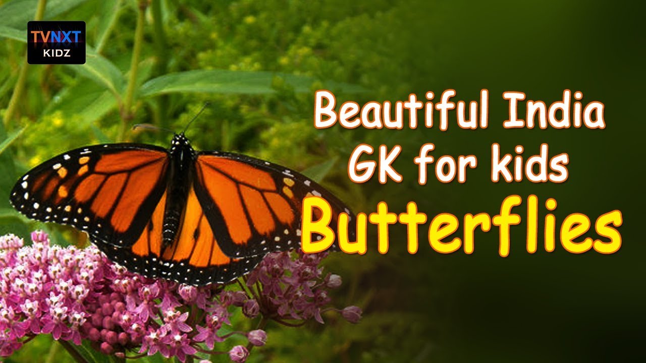 Butterflies | General Knowledge | Beautiful India | Animals for ...