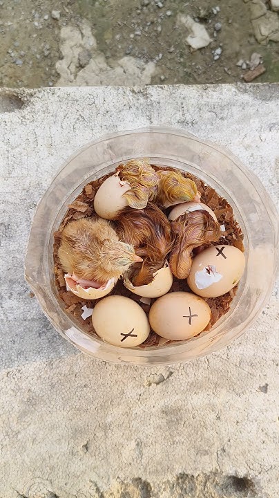 Breaking shell and Escaping chick from egg Prison - YouTube