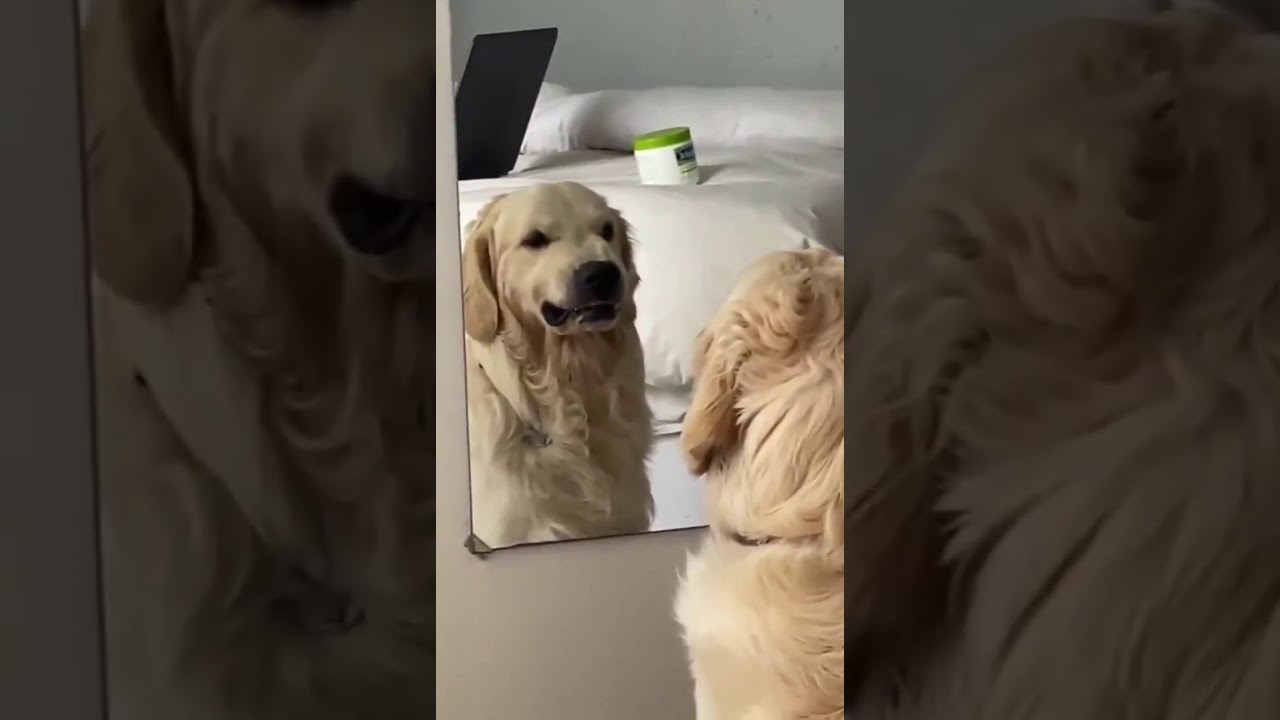 Dog Making Funny Faces - YouTube