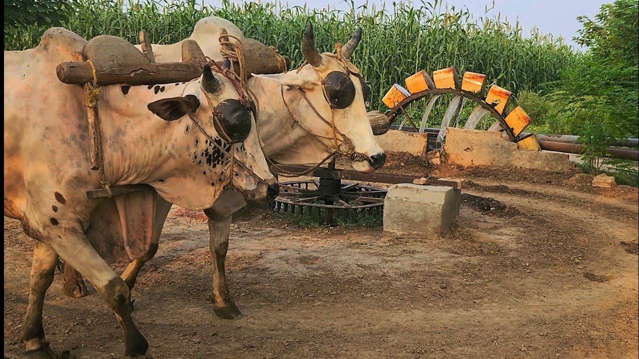 Bull Powered Persian Water Wheel || Bullock Rehat Water Wheel - YouTube