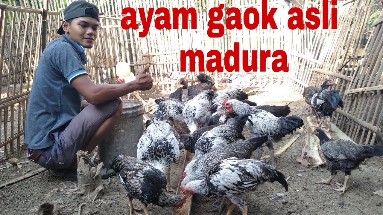 Ayam gaok madura boming di cilacap - YouTube