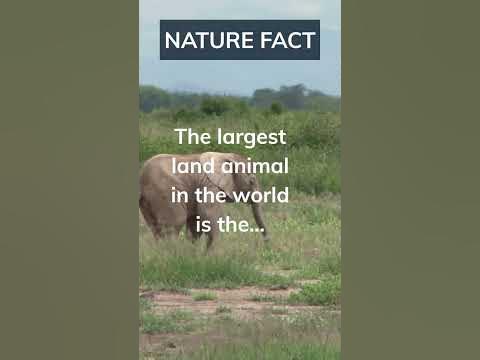 Did You Know? Nature Fun Fact - The largest land... - YouTube