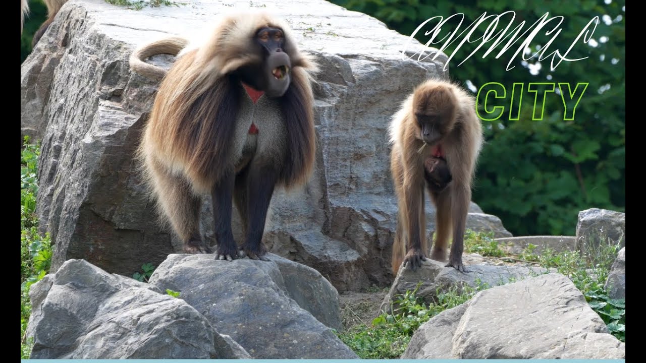 video making for animal - YouTube