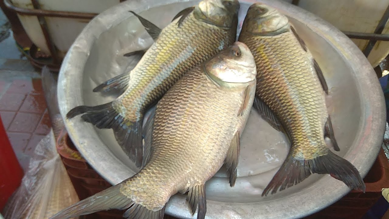 Big Fish and River Fish, Sea Fish Available in Bangladesh Episode 10 ...