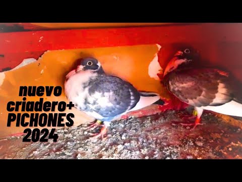 Algunos de mis Pichones y Detalle Importante!!🕊🕊 - YouTube