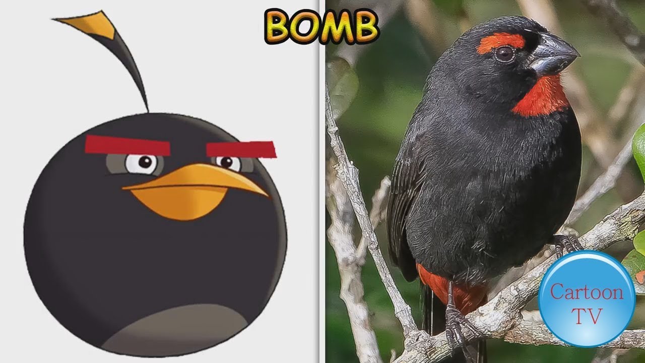 Angry Birds In Real Life All Characters - YouTube