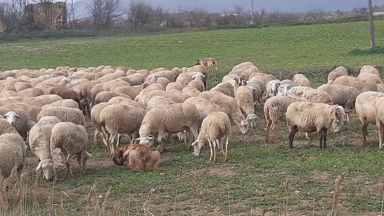 sheepdog/Catel de intors/gos d'atura - YouTube