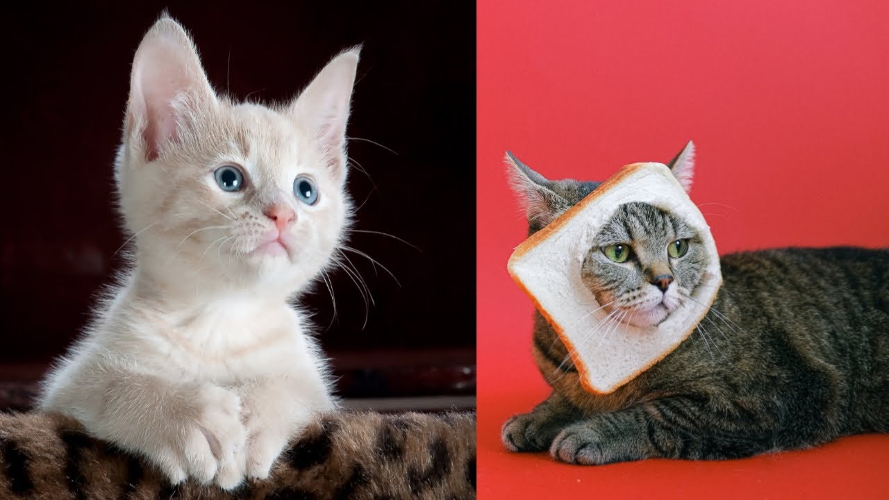 Baby Cats - Cute & Funny Cats Videos Compilation - YouTube