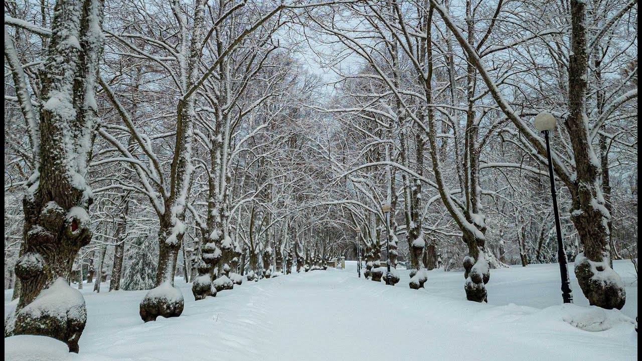 Парк Тойла-Ору, липовая аллея. Toila-Oru park 30.01.2022 (4K Drone ...