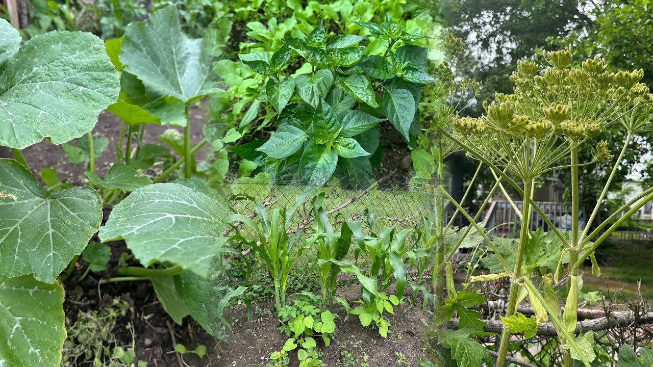 Nepali vegetable gardens in USA 🇳🇵🇳🇵 - YouTube