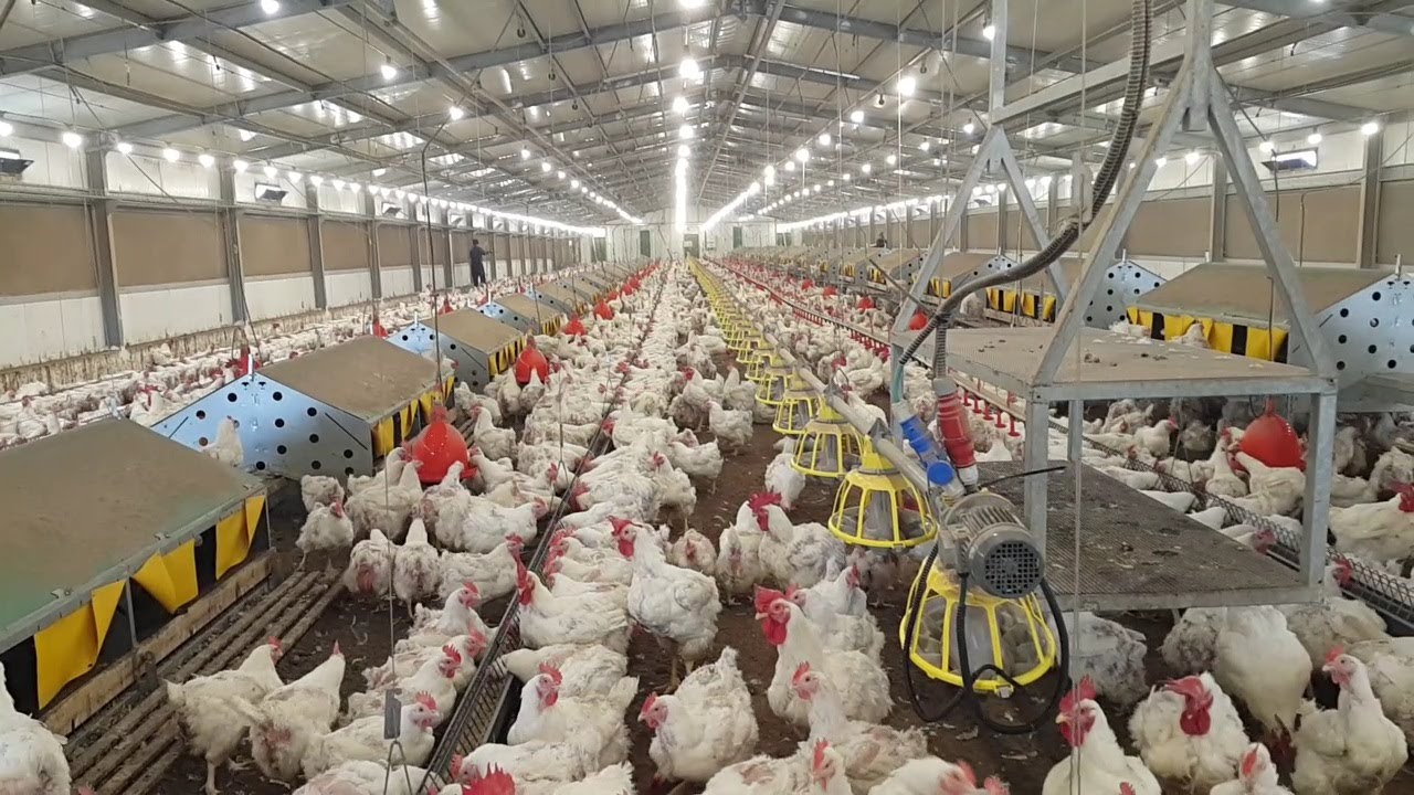 Advance poultry farming in Israel //Poultry farming in the desert - YouTube