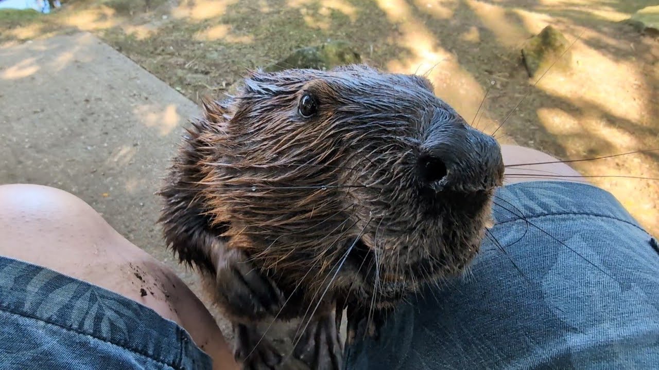 Gratuitous Beaver Shot! Feeding the Cute Beaver at Drusilla's Park ...