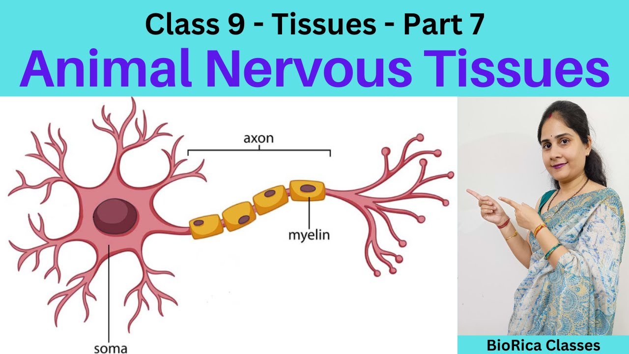 Class 9 - Chapter 2 - Tissues (Part - 7) - Animal Nervous Tissues - YouTube