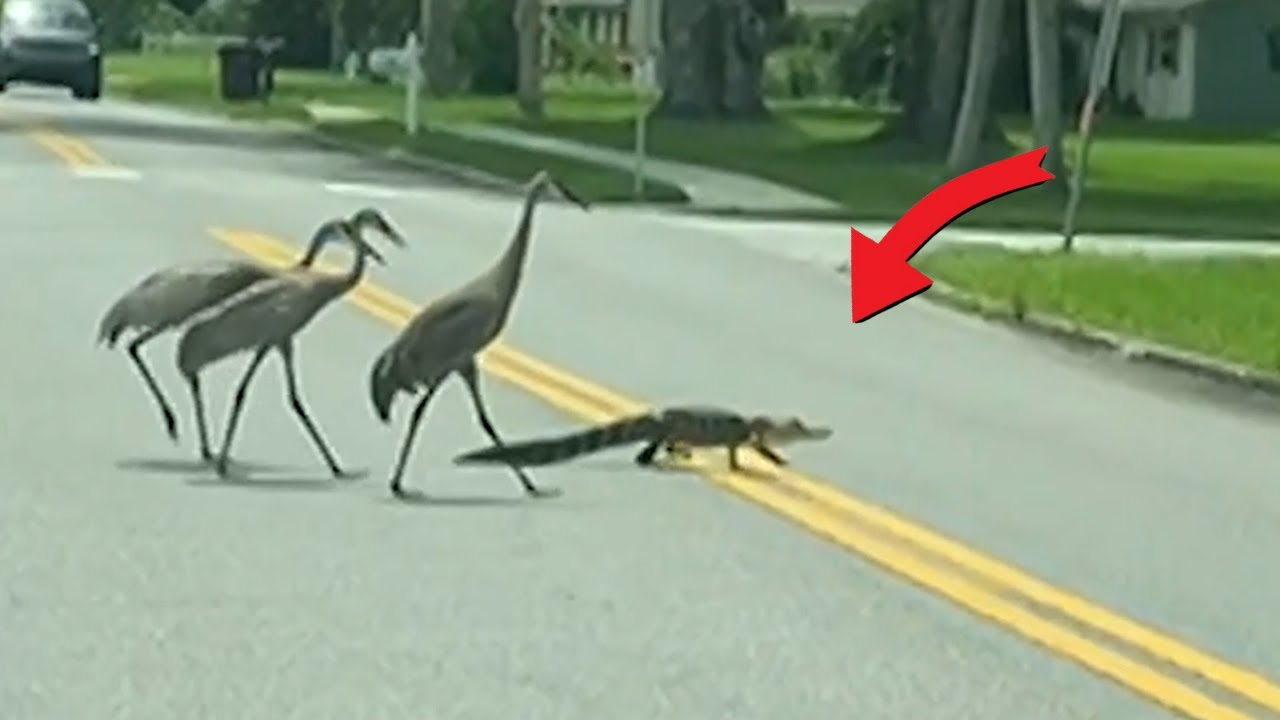 Los Videos Mas Extraños Publicados En YouTube 😨 - YouTube