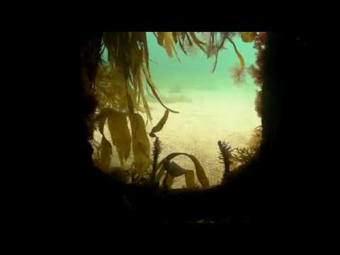 UC92 shore dive, Castle Beach, Falmouth, 03/07/2017