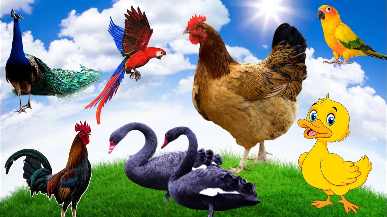 Animals Video and sounds / Birds Video and sounds / AB Land - YouTube