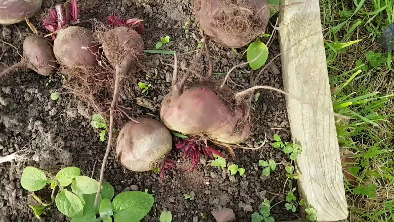 Quick allotment update and monster beetroot challenge 31.10.17 - YouTube