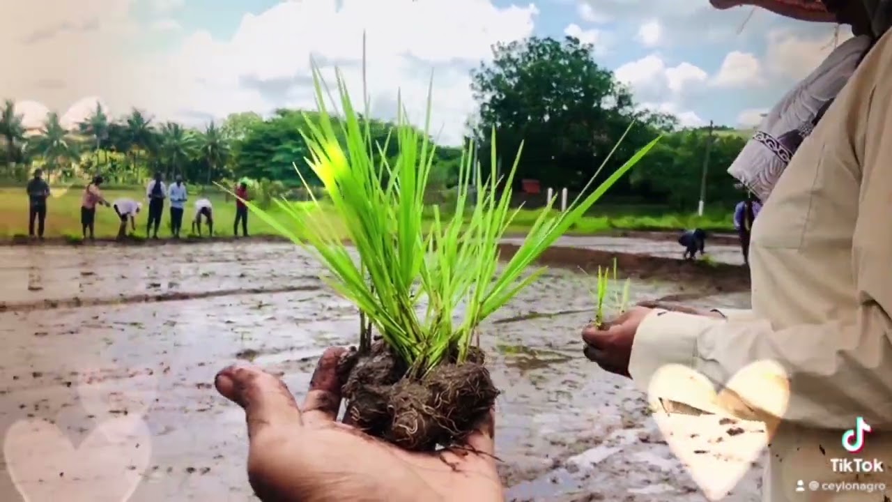 Paddy transplant theory | Ceylon Agro - YouTube