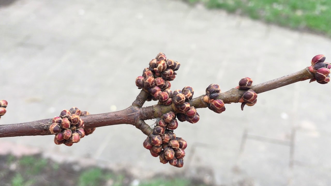 Silver maple - twigs & flower buds - February 2019 - YouTube