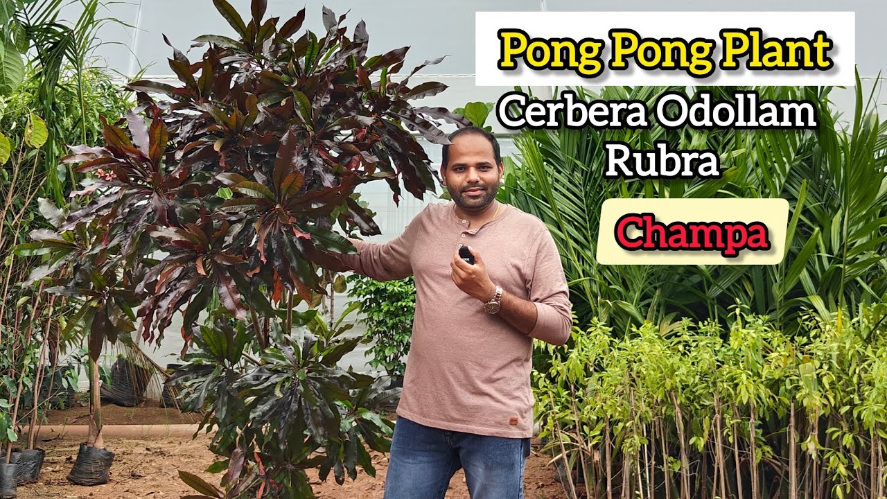 Pong Pong 'Red' Pant 🌿 | Cerbera Odollam Rubra "Champa" | Flowering ...