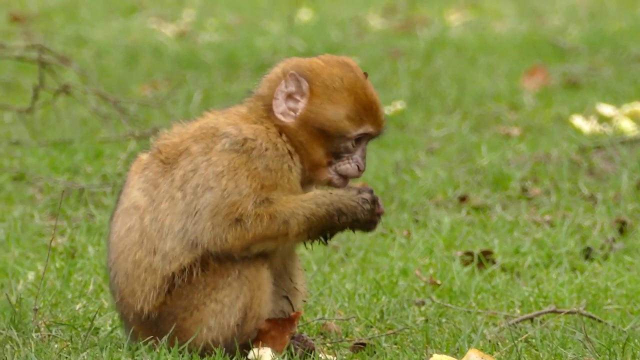 유튜브 무료 영상 소스 (free stock video) 프리라이센스 - 아기 원숭이 (baby mong) - YouTube