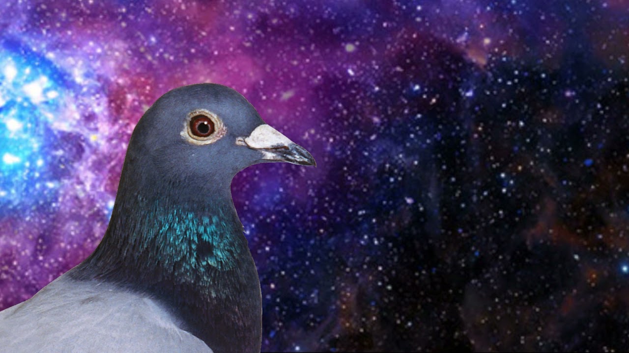 Pombo 2: A viagem final - YouTube