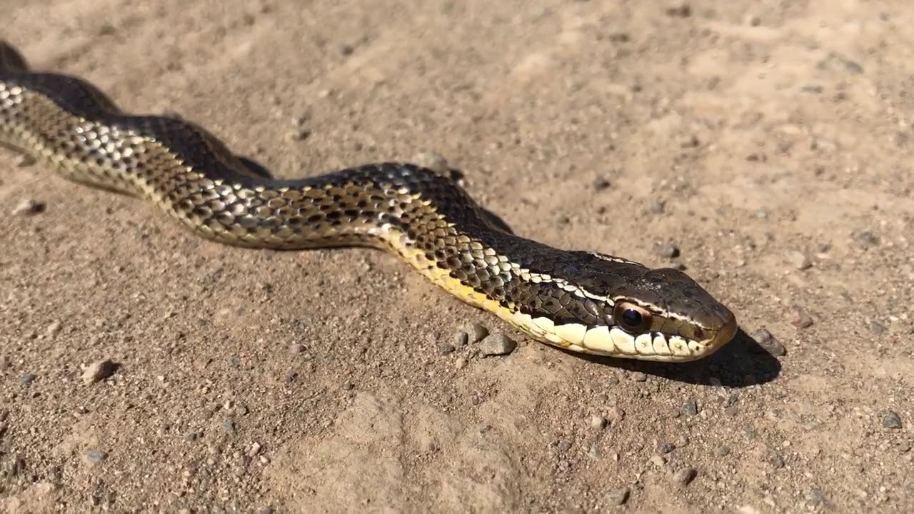 Culebra Chilena - YouTube