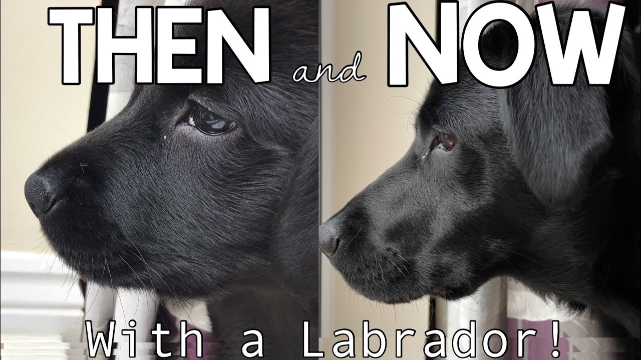 THEN AND NOW WITH A BLACK LABRADOR - Life with a Labrador - YouTube