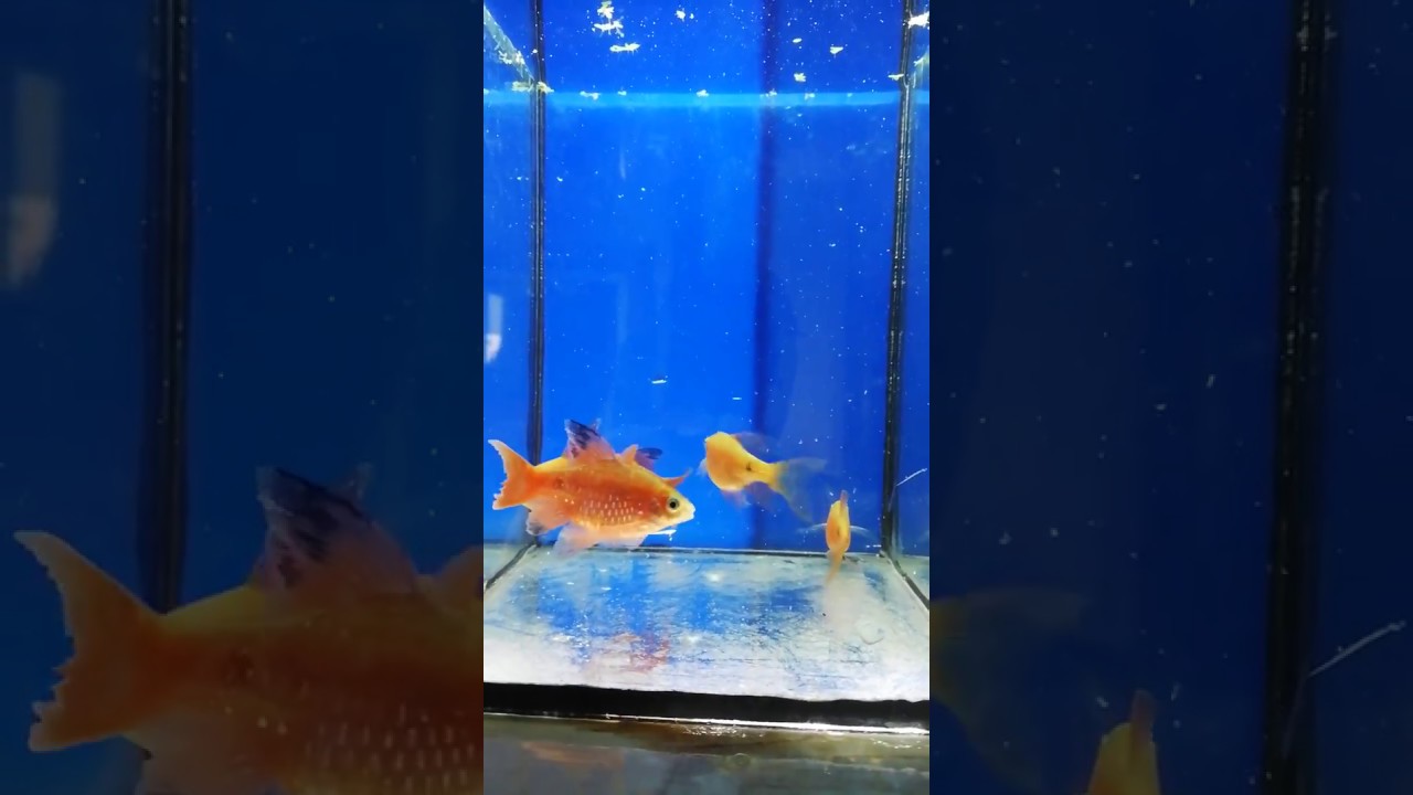 Barbus conchonius breeding trio - YouTube