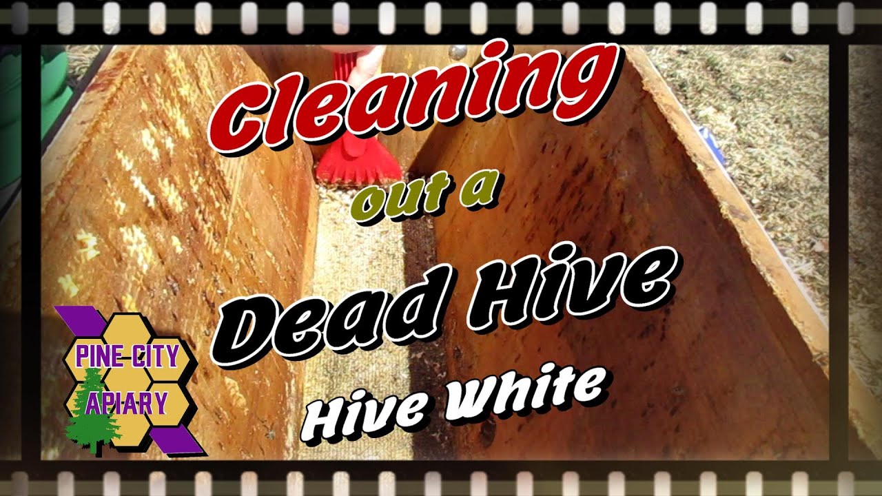 Hive White - Cleaning out a DEAD HIVE - YouTube