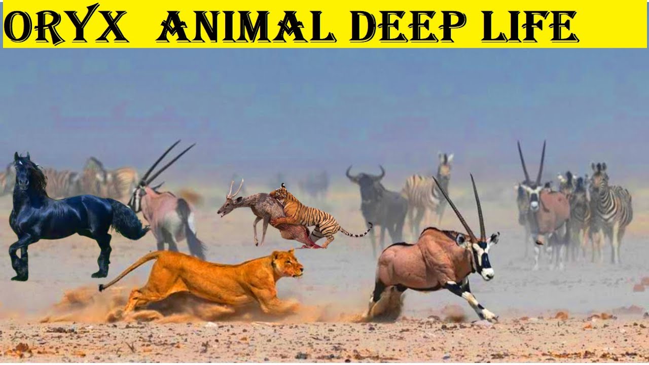 Oryx | Animal deep life - YouTube