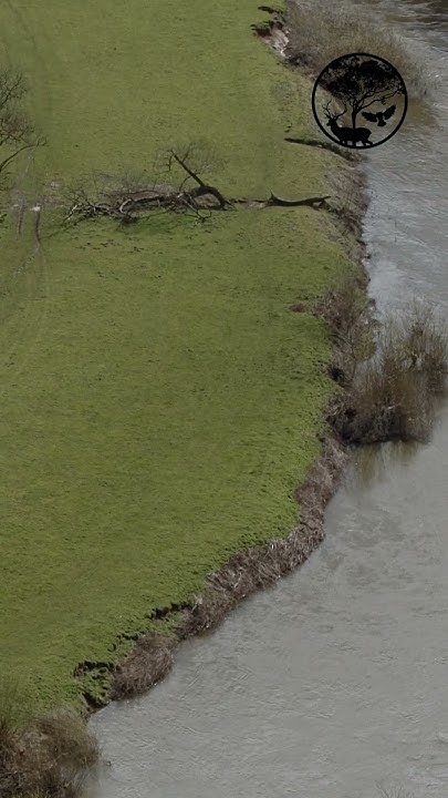 Keystone Species Who Rule The World #documentary #ecology #rewilding # ...