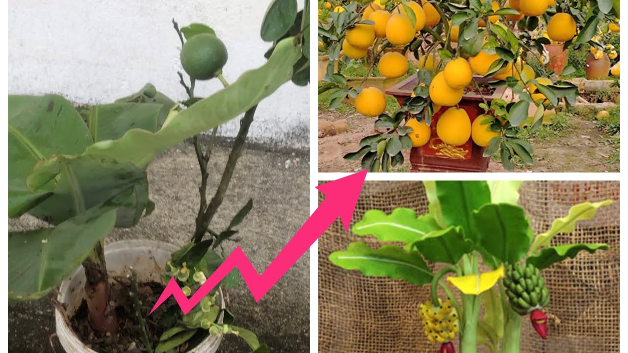 how to grow pomelo from effectively how to grow bananas from fruit 100% ...