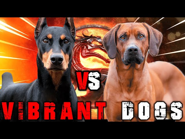 Rhodesian Ridgeback Size Comparison Rhodesian Ridgeback Dog Breed: