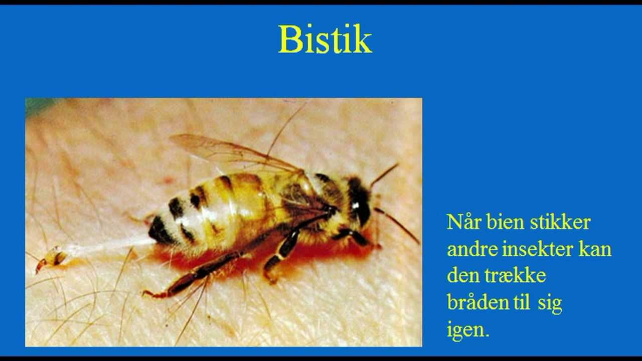 Bi-stik og allergi 5. Bimøde 29. maj 2013 - YouTube