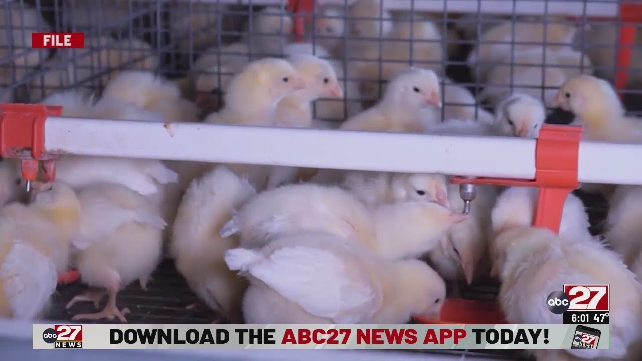 New avian flu case detected in Pennsylvania - YouTube