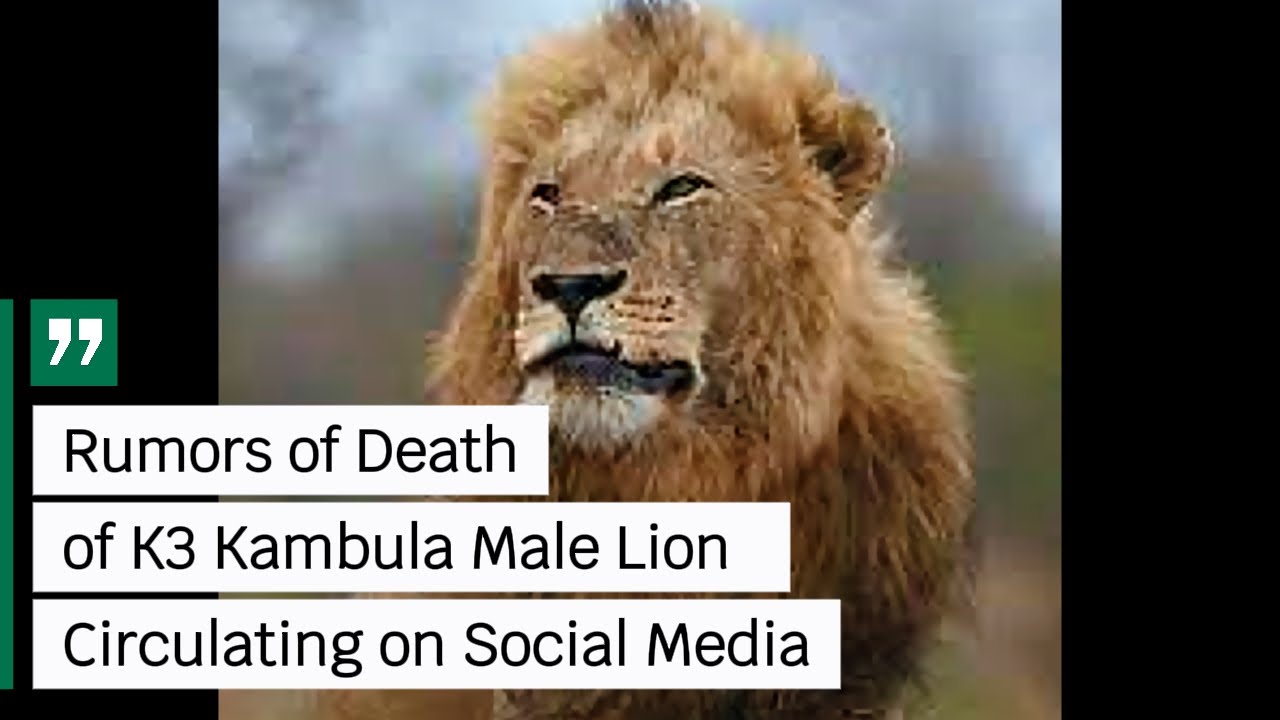 Rumors of Death of K3 Kambula Male Lion is Circulating on Social Media ...