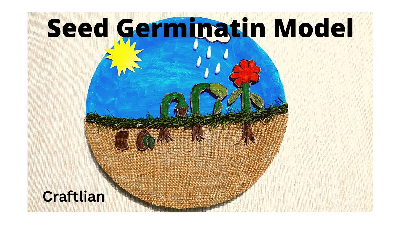 Seed Germination Project | Science TLM | Science Exhibition | School ...