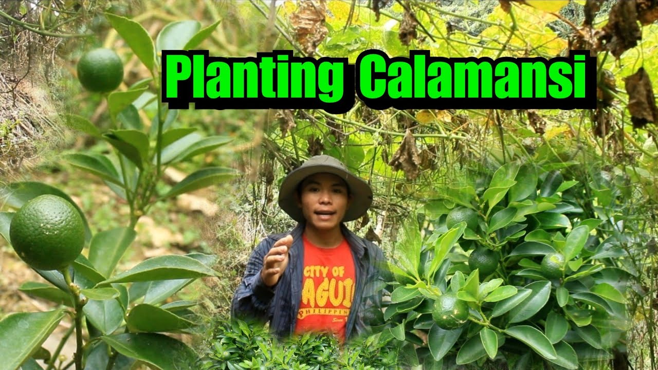 Start a Calamansi Farm.. Invest for the future💚 #farmingtips #farming # ...