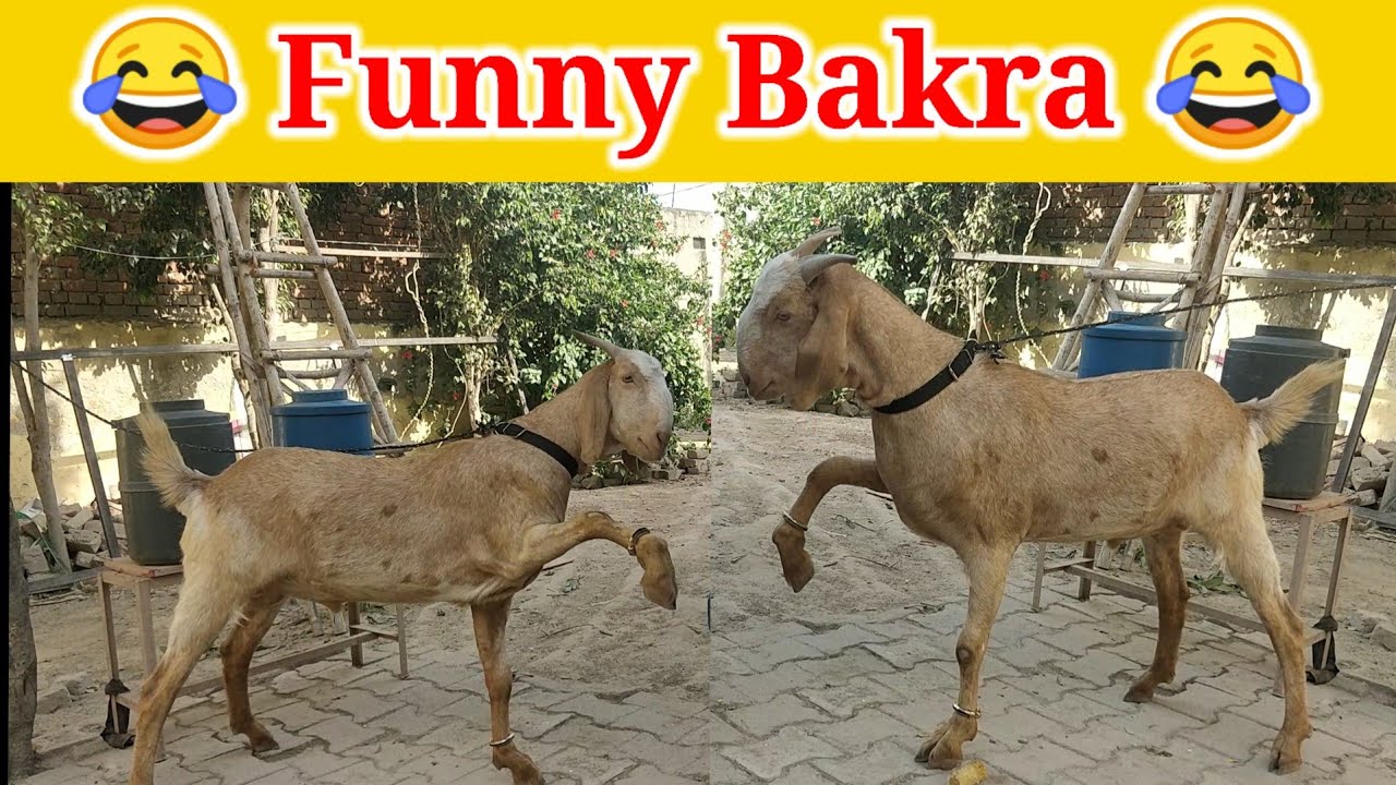 Funny Bakra video | funny video - YouTube