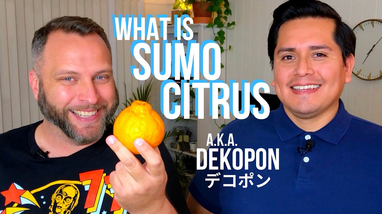 What is ... SUMO CITRUS ?? aka Dekopon デコポン - YouTube