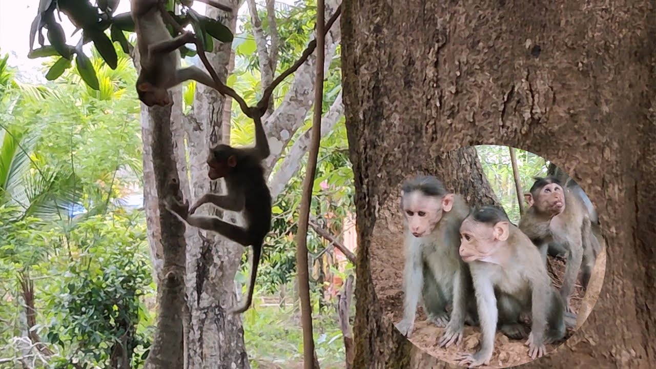 Funny monkey || funny video || A 4 Creations - YouTube