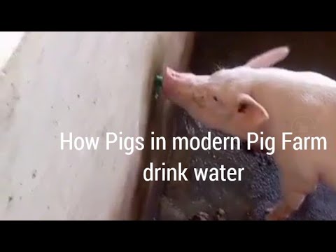 How Pigs drink Water in modern Pig Farm - YouTube